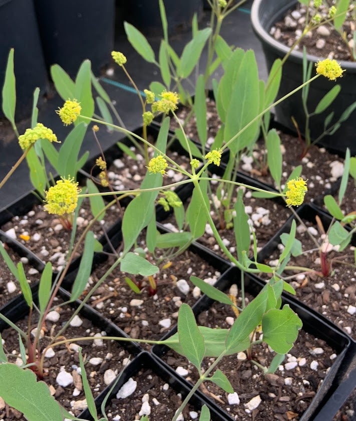 Lomatium nudicaule, Bare-stem Biscuit Root | Kiona Native Plants
