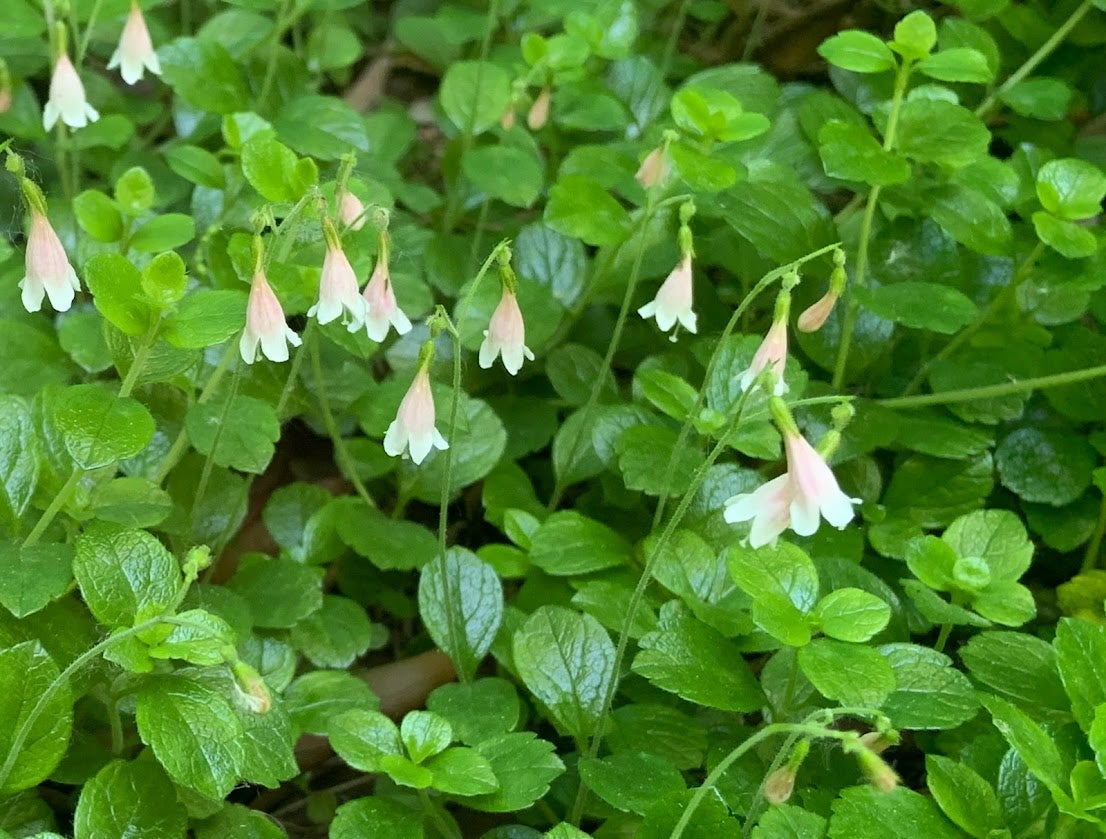 Linnaea borealis, Twinflower | Kiona Native Plants