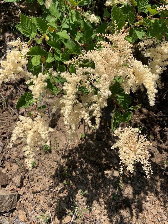 Holodiscus discolor, Oceanspray | Kiona Native Plants