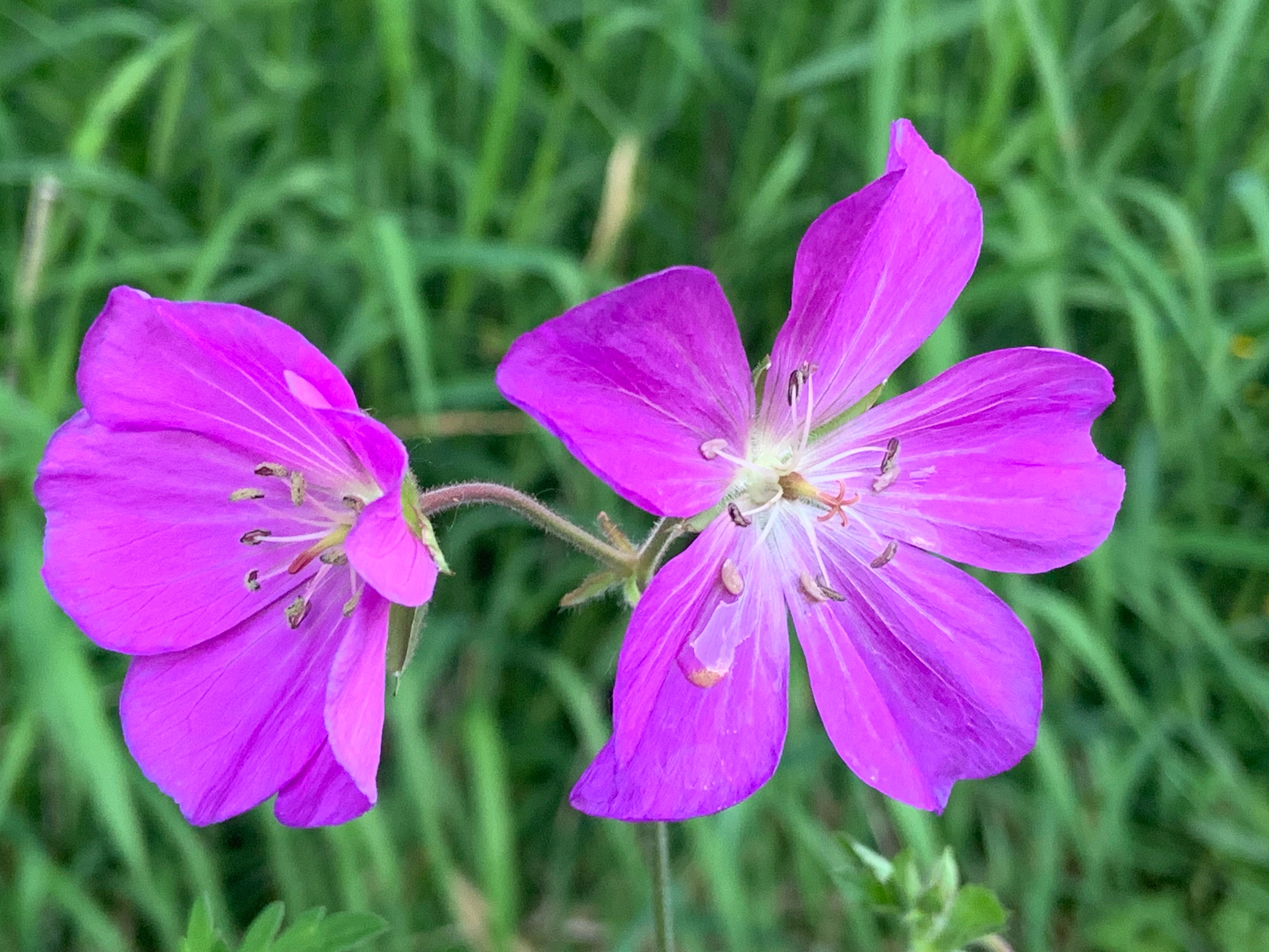 Geranium oreganum, Oregon Cranesbill | Kiona Native Plants