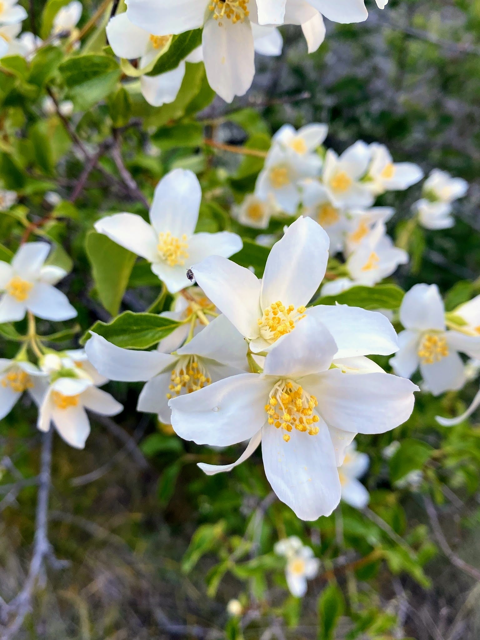 Philadelphus lewisii , Mock orange | Kiona Native Plants