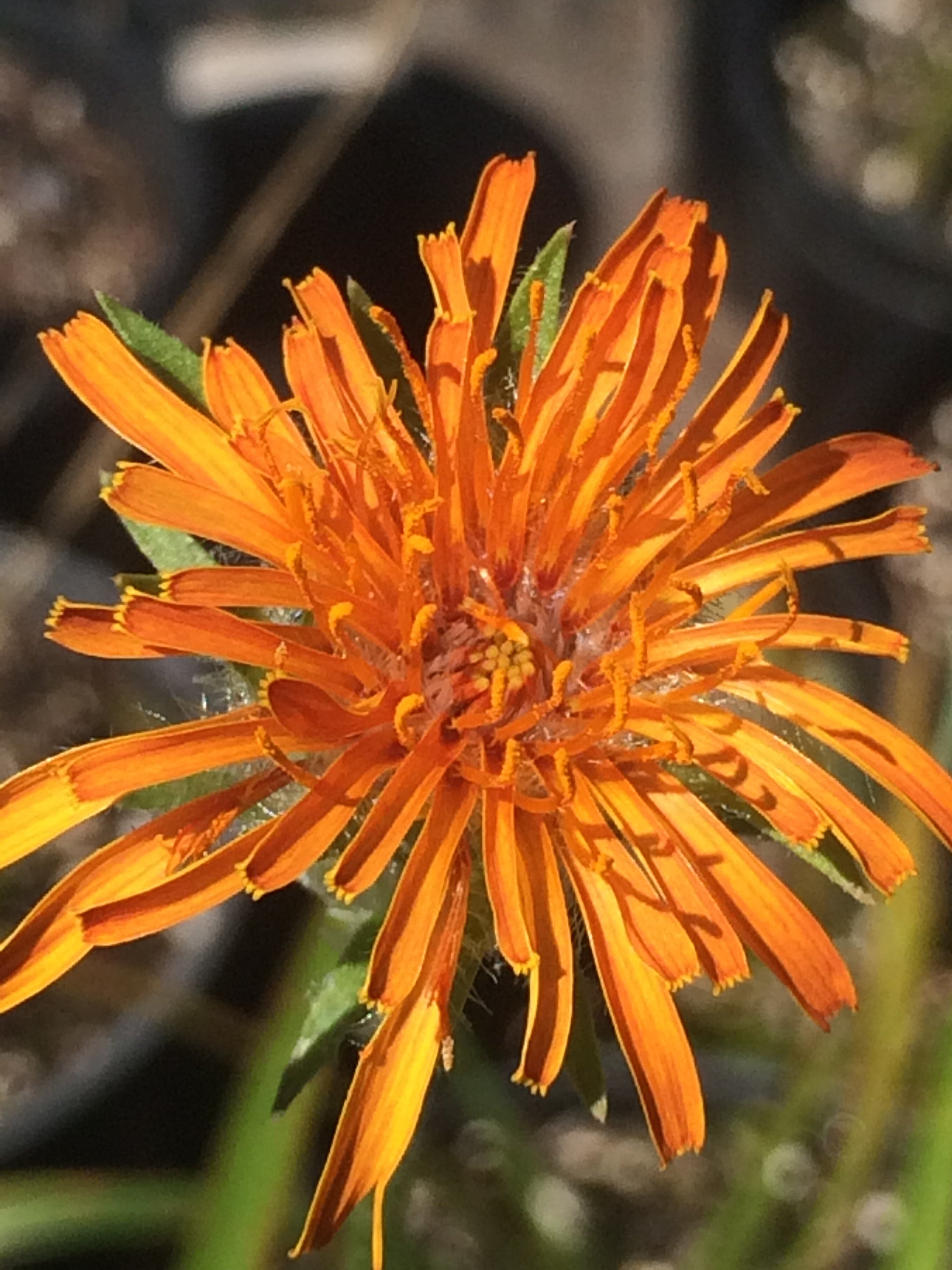 Agoseris aurantiaca, Orange Agoseris | Kiona Native Plants