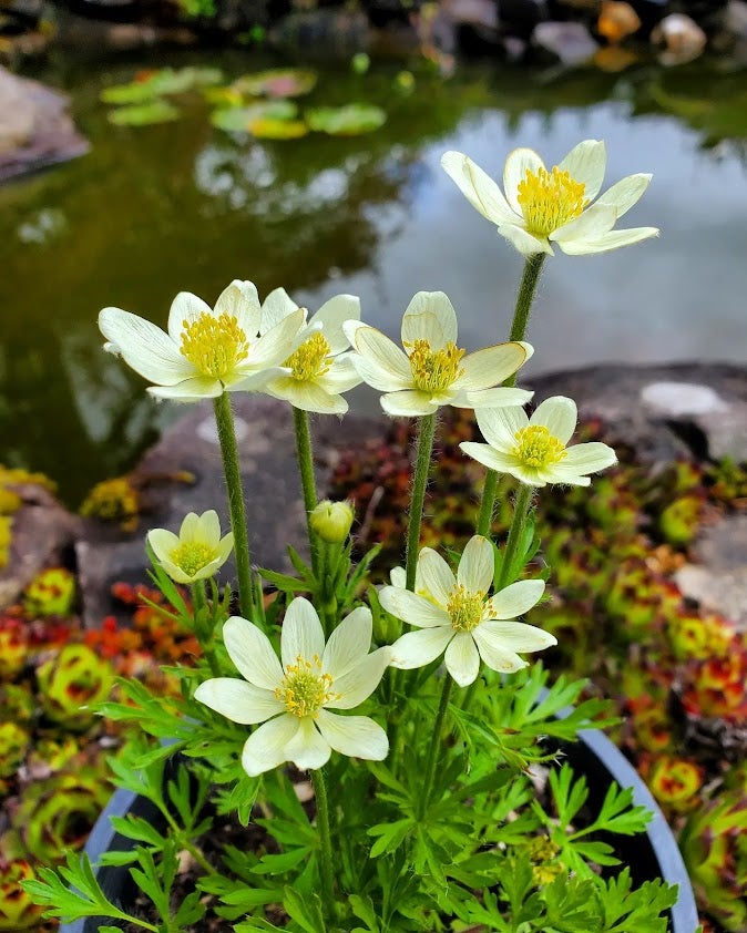 Anemone multifida, Cut-Leaf Anemone | Kiona Native Plants