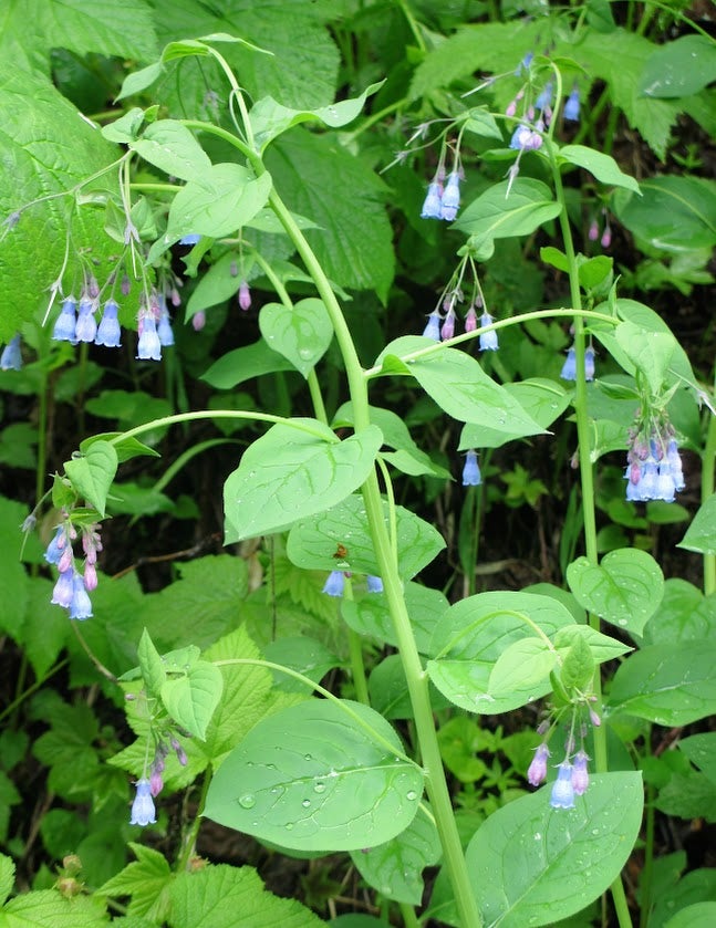 Mertensia paniculata, Tall Bluebells | Kiona Native Plants
