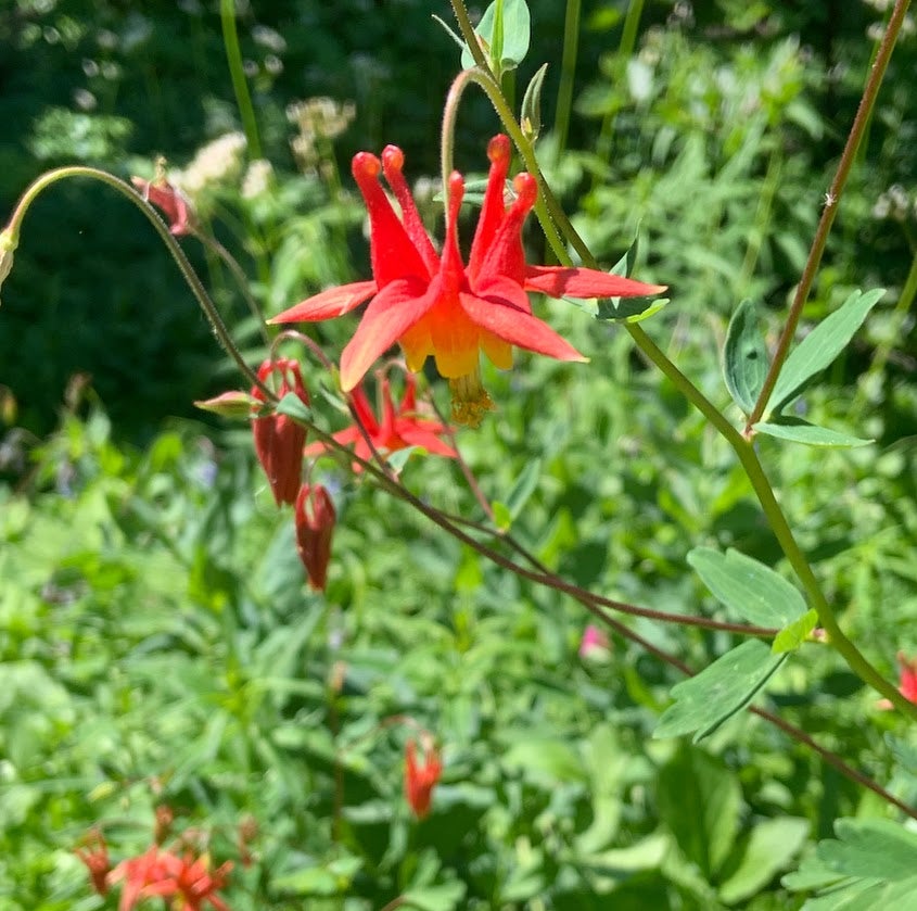 Aquilegia formosa, Western Columbine | Kiona Native Plants