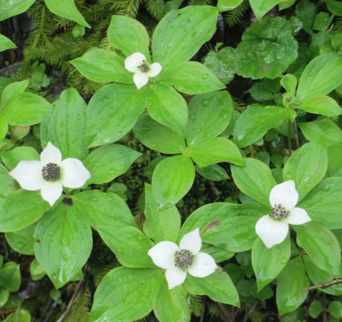 Cornus unalaschkensis, Bunchberry | Kiona Native Plants
