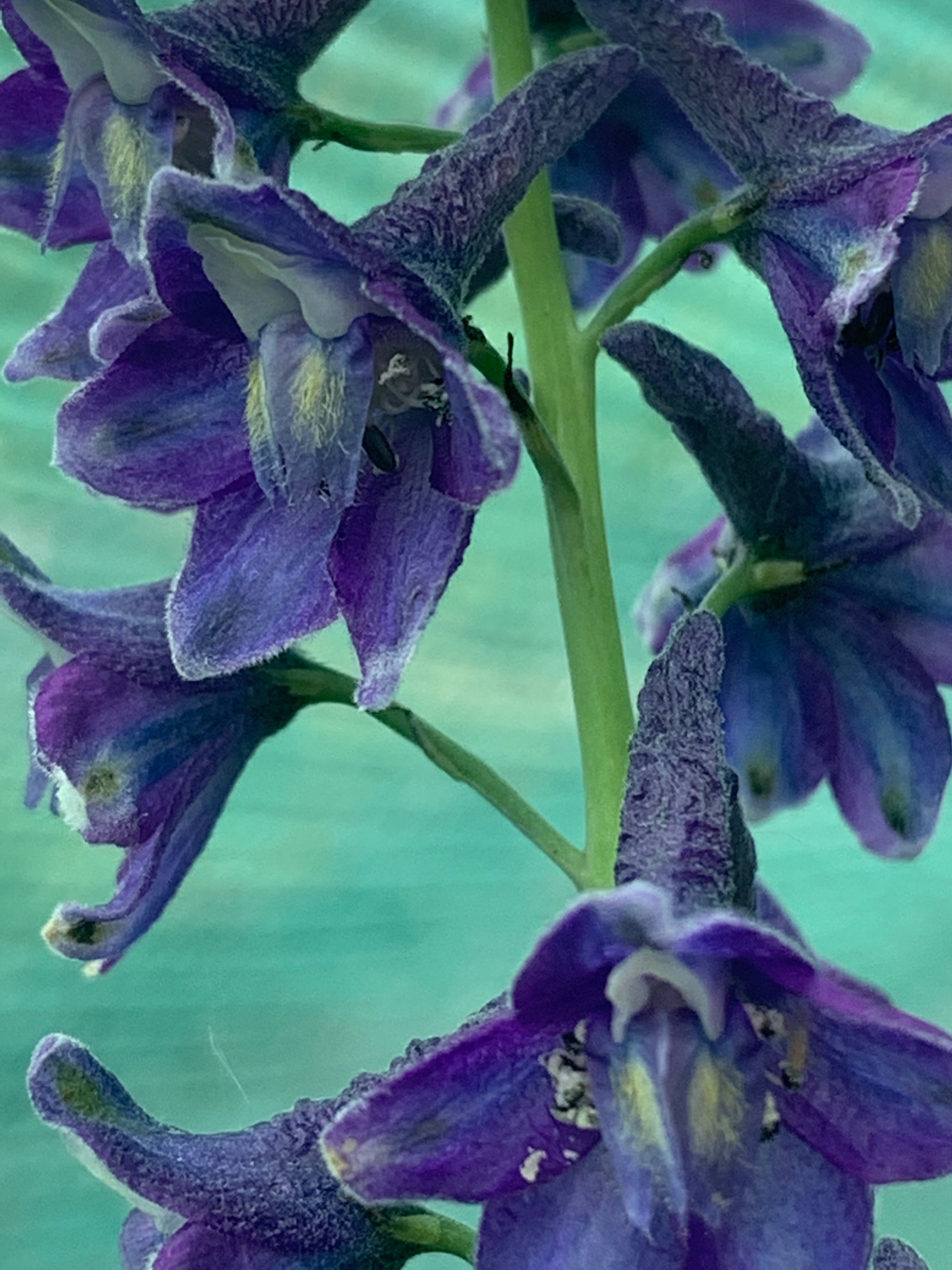 Delphinium glaucum, Mountain Larkspur | Kiona Native Plants