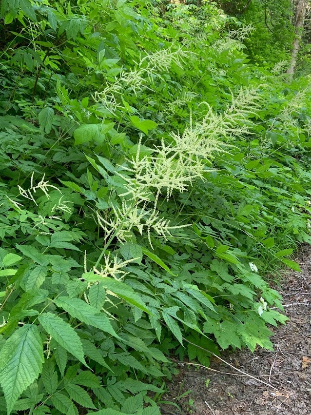 Aruncus dioicus, Goat's Beard | Kiona Native Plants