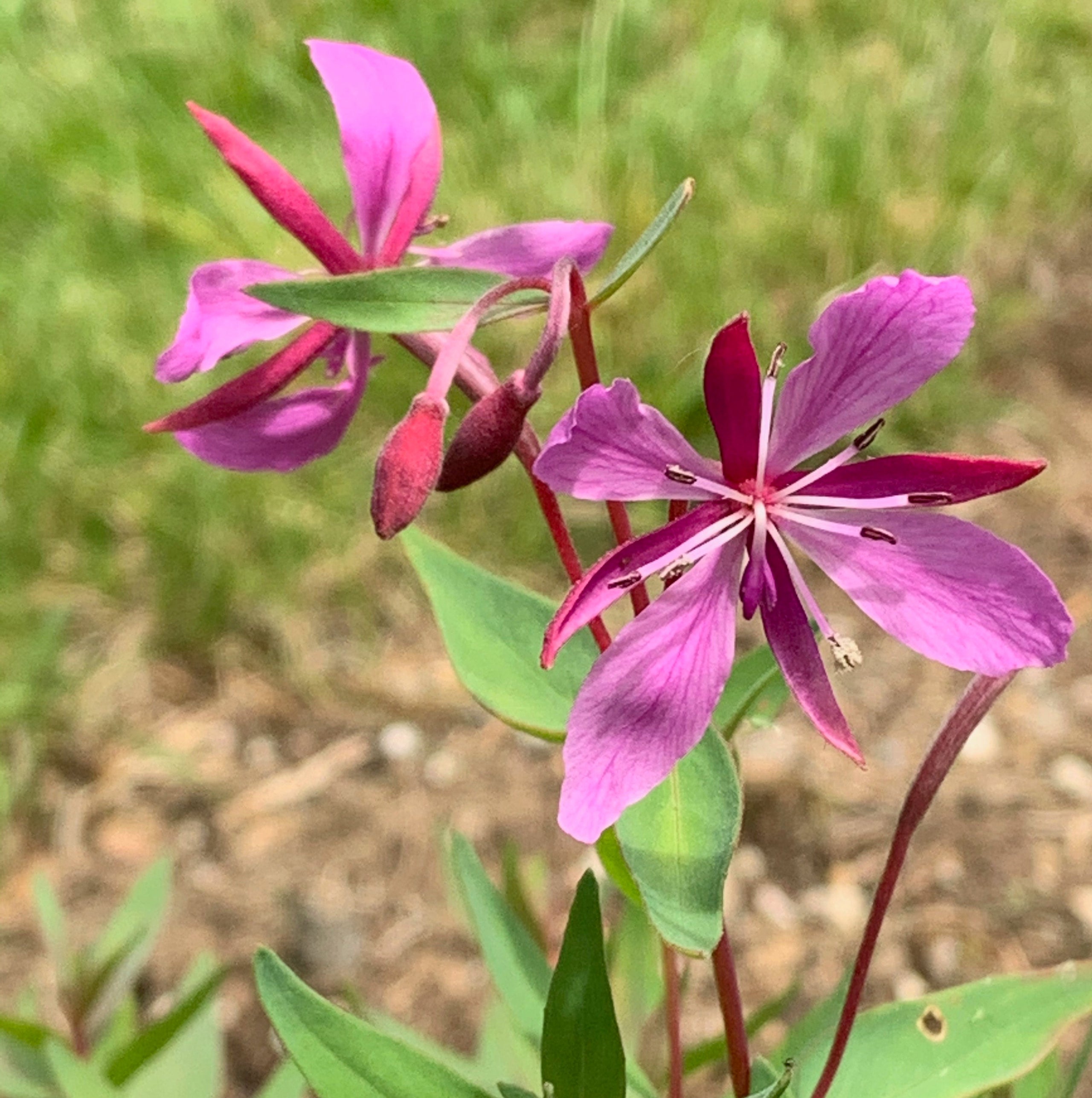 Chamerion latifolium, Dwarf Fireweed | Kiona Native Plants