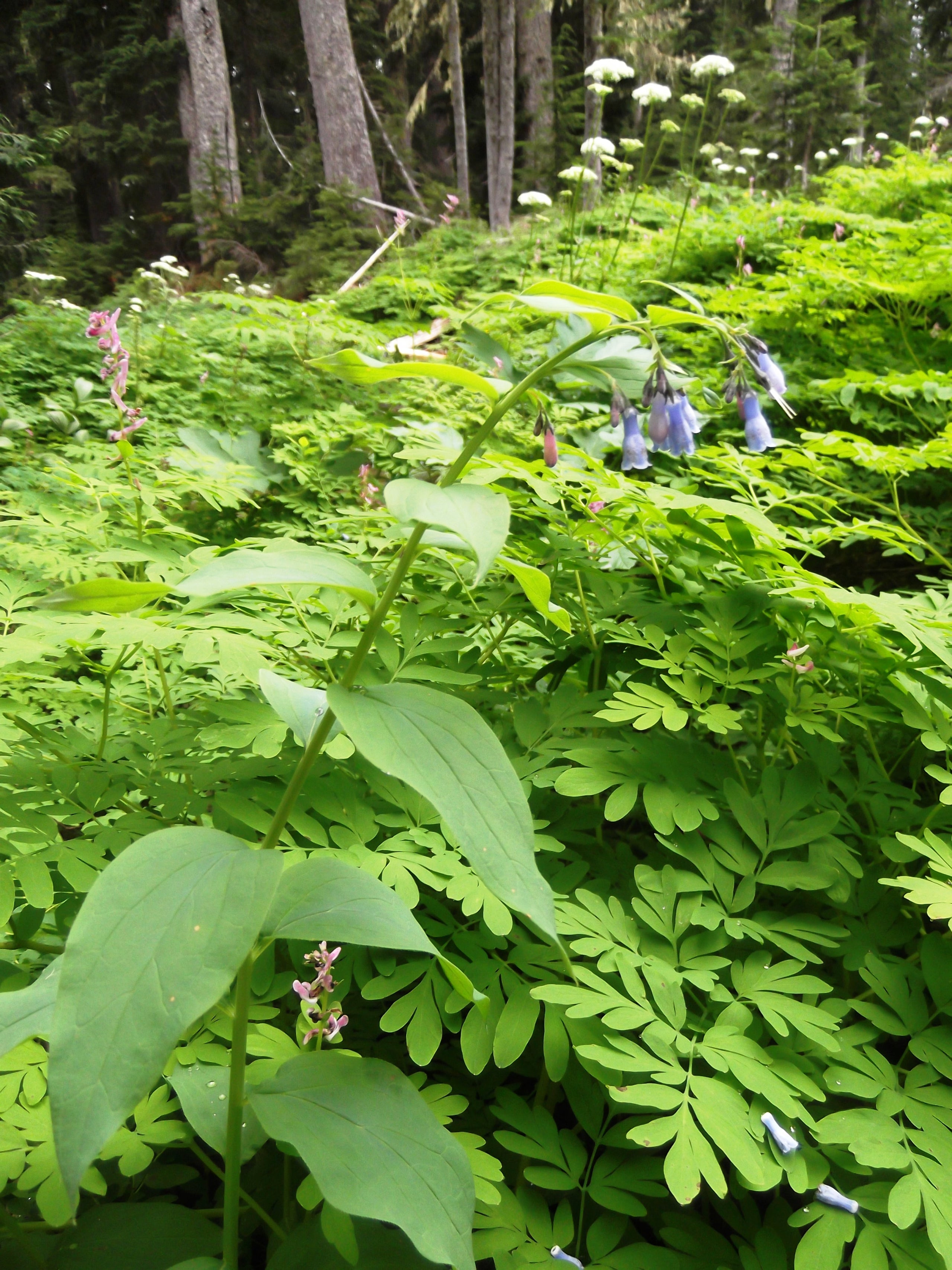 Mertensia paniculata, Tall Bluebells | Kiona Native Plants