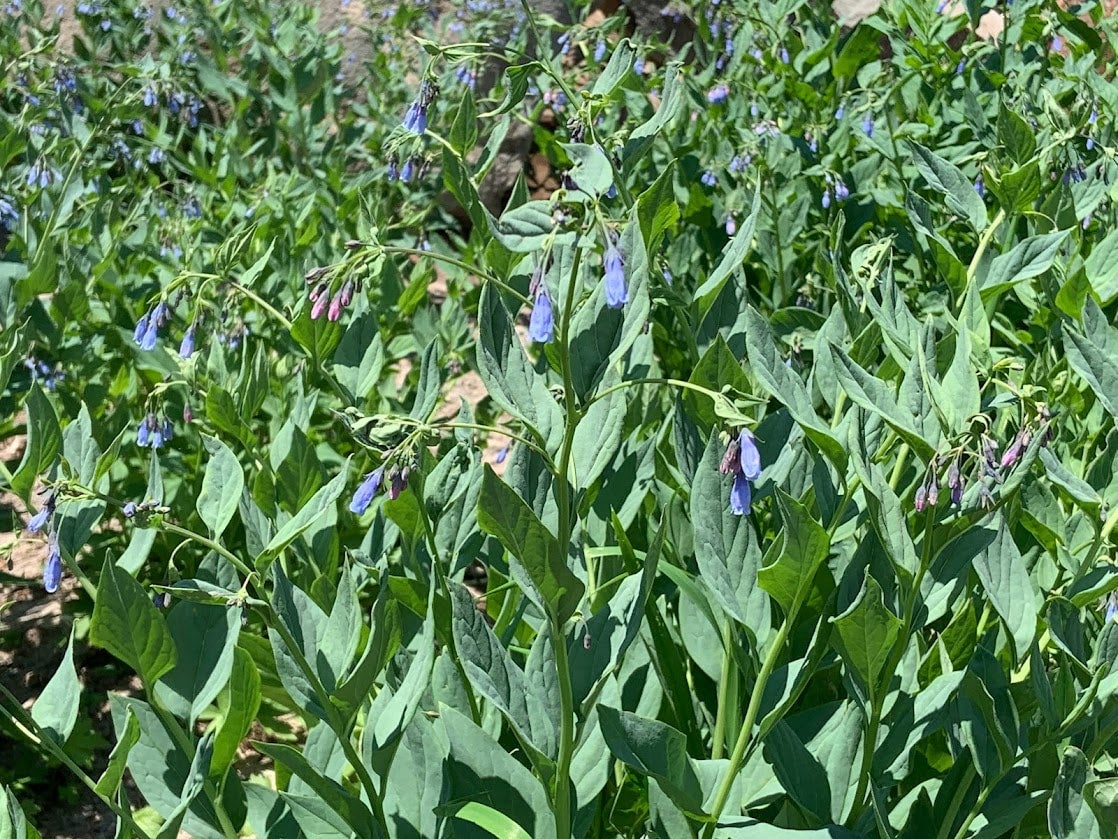 Mertensia paniculata, Tall Bluebells | Kiona Native Plants