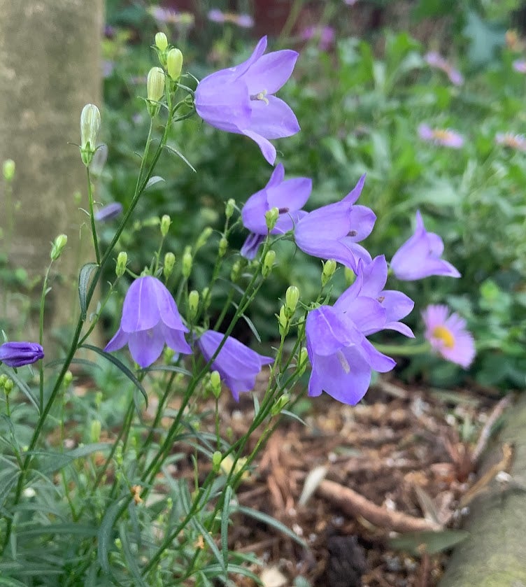 Campanula rotundifolia, Harebell | Kiona Native Plants