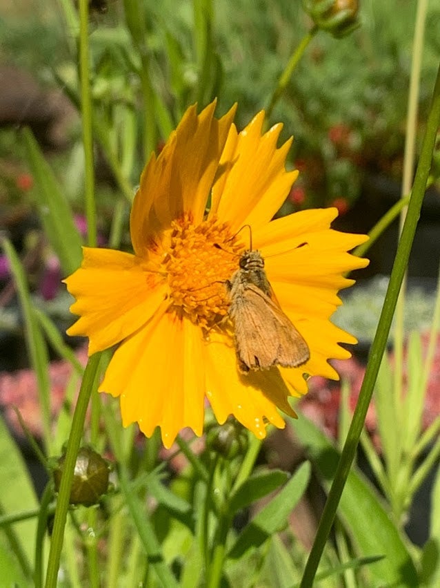 Coreopsis lanceolata, Lance Leaf Coreopsis | Kiona Native Plants