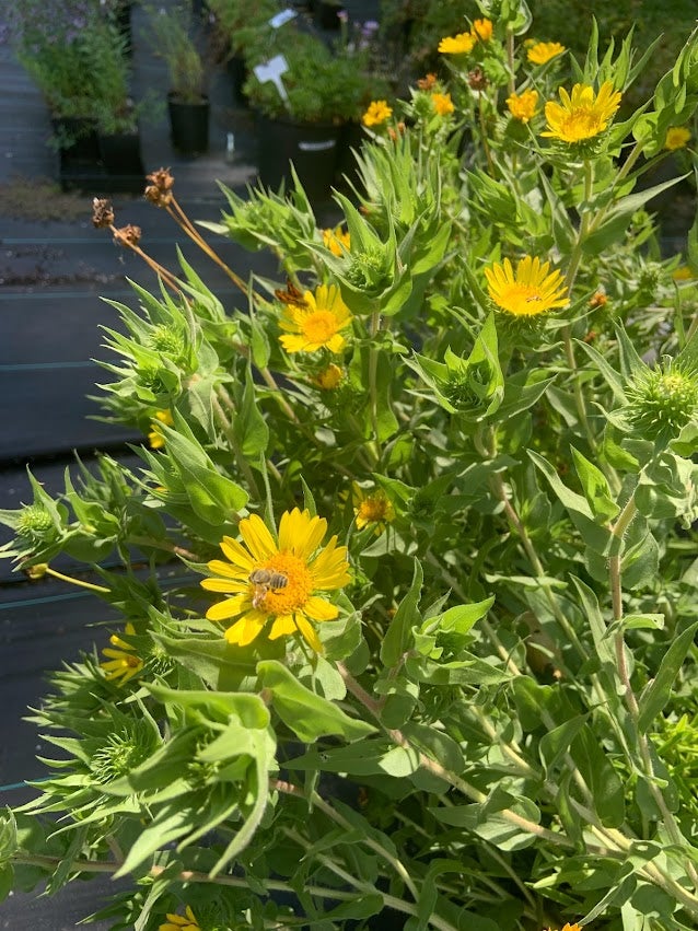 Grindelia integrifolia, Willamette Gumweed | Kiona Native Plants