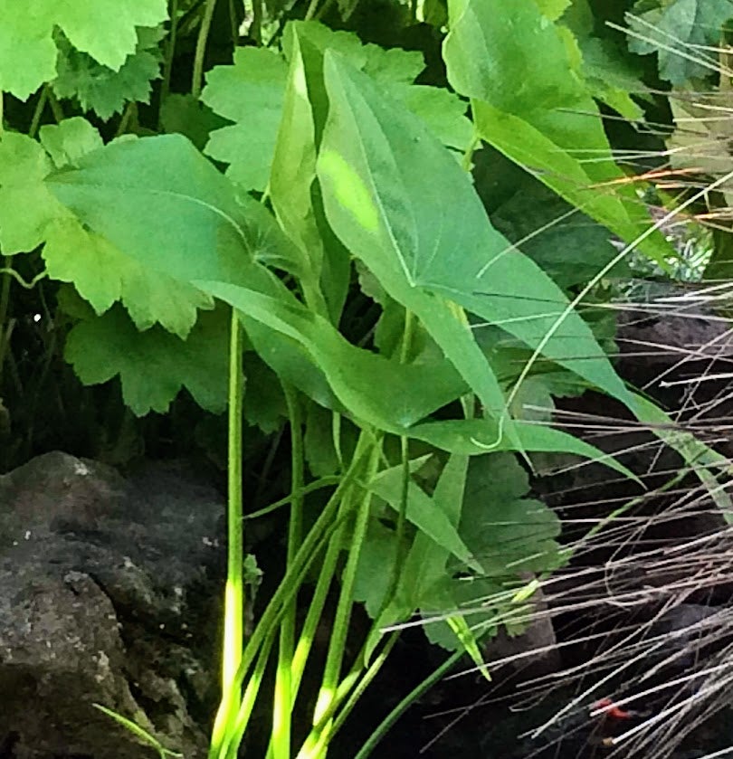 Sagittaria latifolia, Wapato | Kiona Native Plants