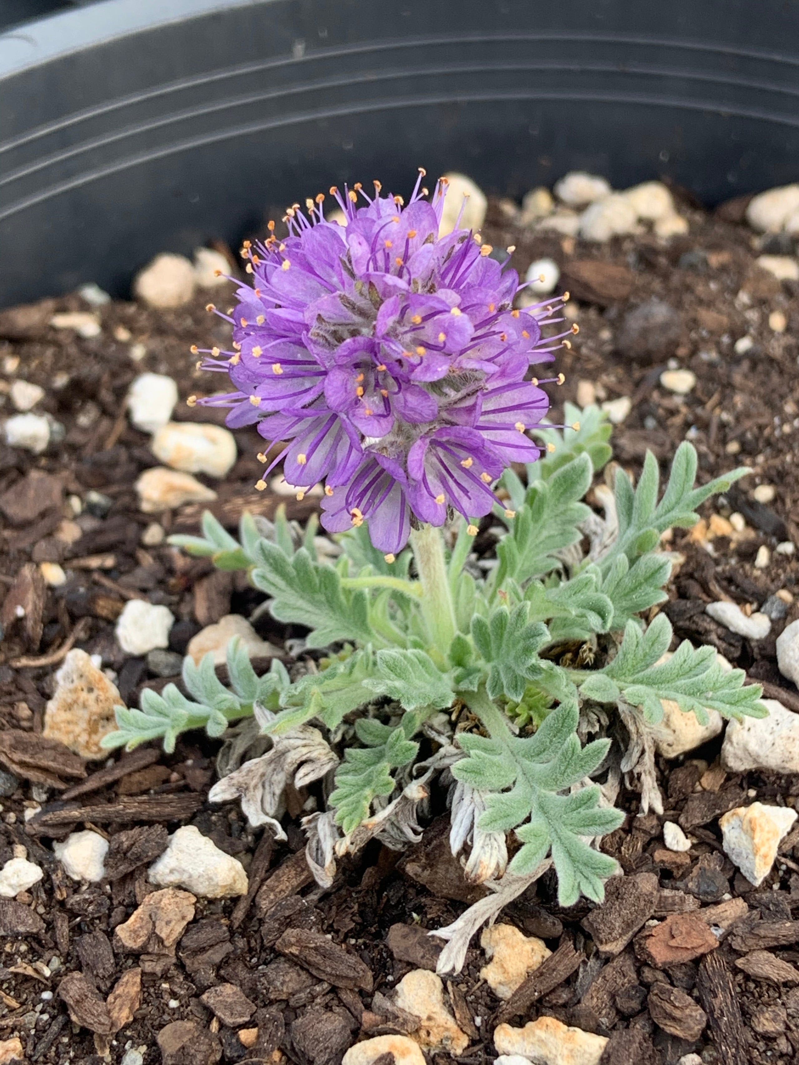 Phacelia sericea, Silky Phacelia | Kiona Native Plants