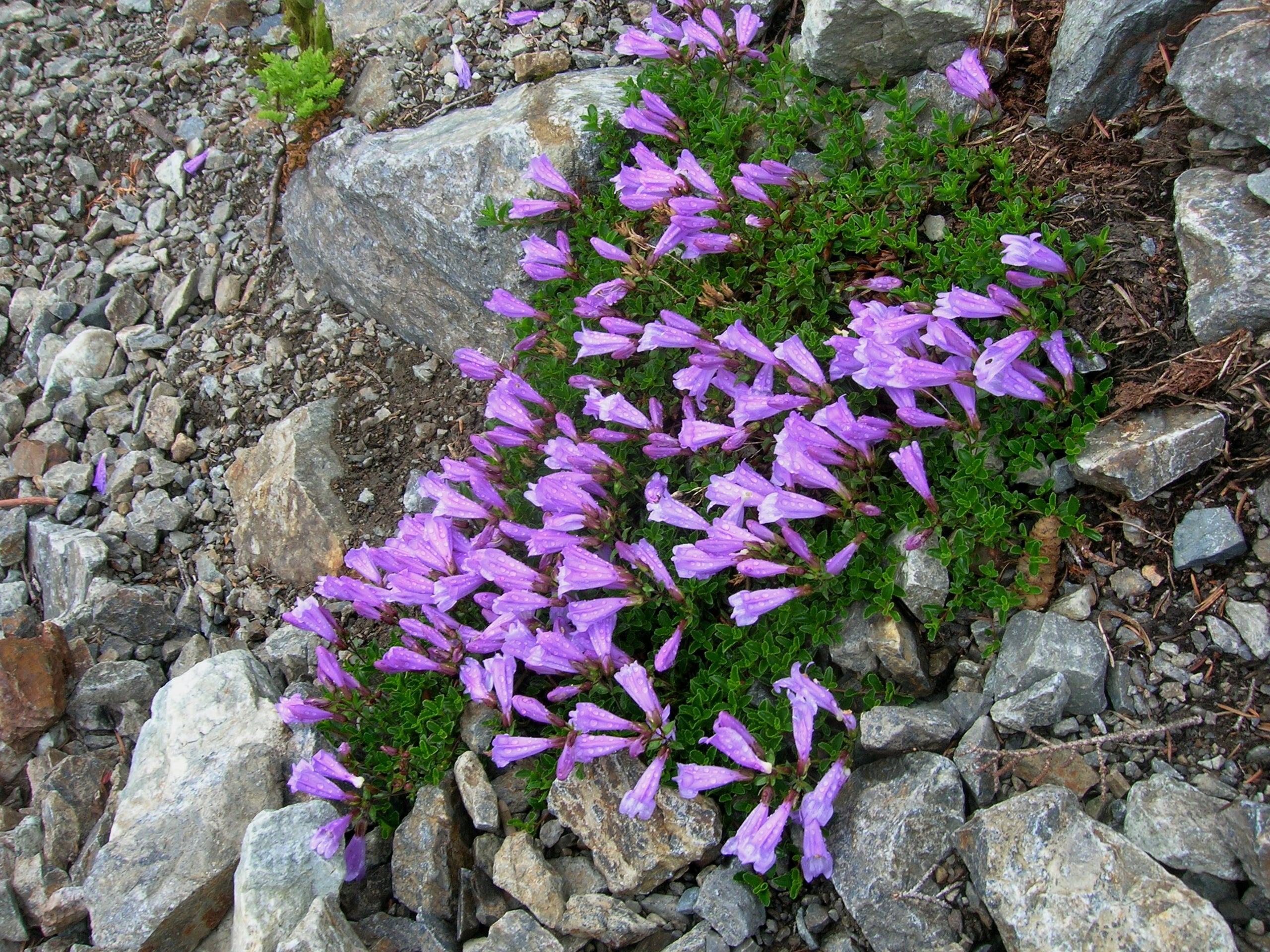 Penstemon davidsonii, Davidson's Penstemon | Kiona Native Plants