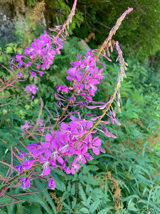 Chamerion angustifolium, Fireweed | Kiona Native Plants