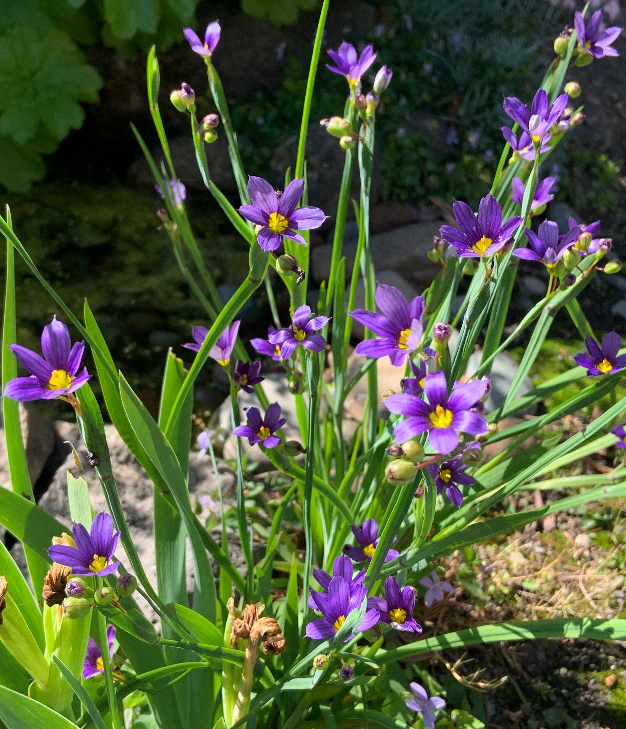 Sisyrinchium idahoense, Blue-eyed grass | Kiona Native Plants