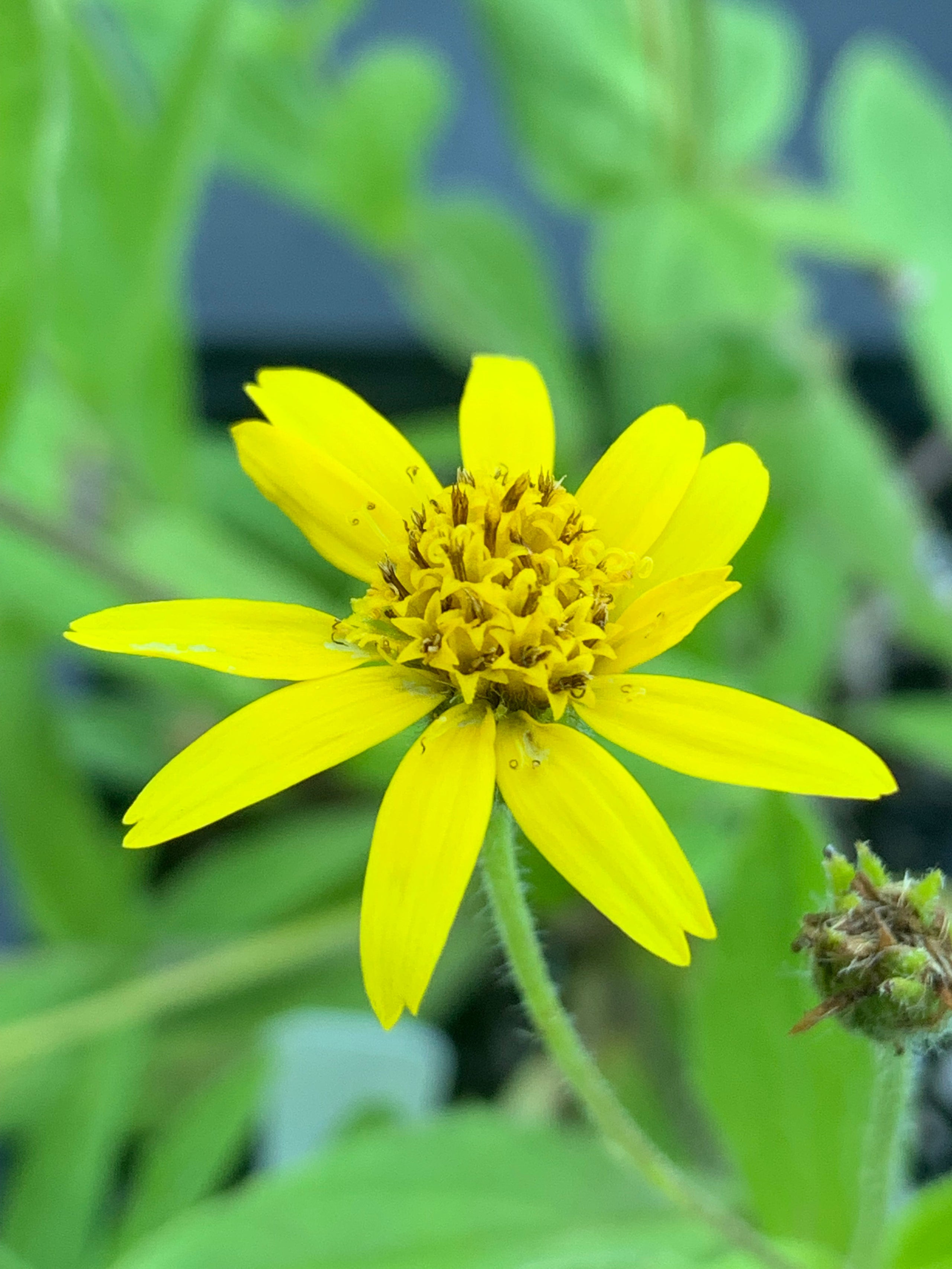 Arnica lanceolata, Lanceleaf Arnica | Kiona Native Plants