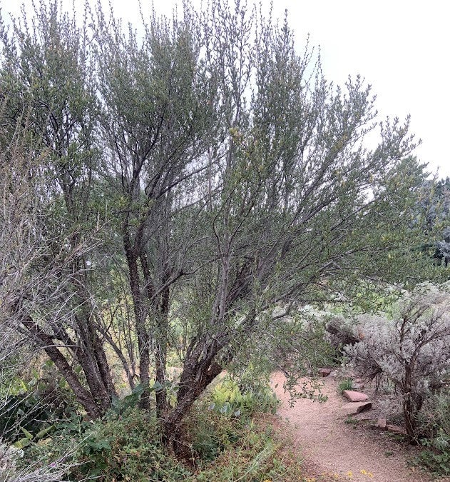Cercocarpus ledifolius, Curl-leaf mountain mahogany | Kiona Native Plants