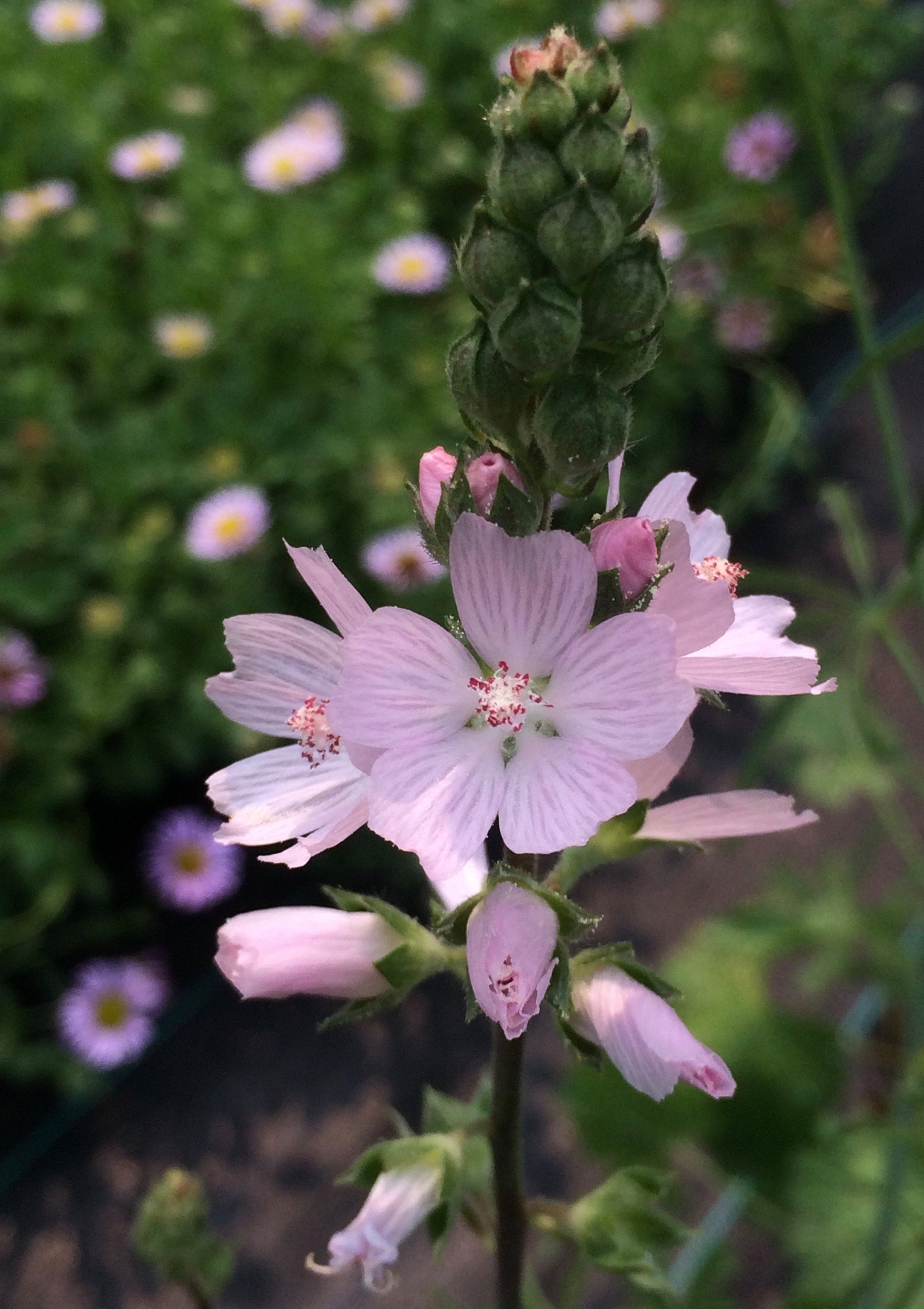 Sidalcea campestris, Meadow Checkermallow | Kiona Native Plants