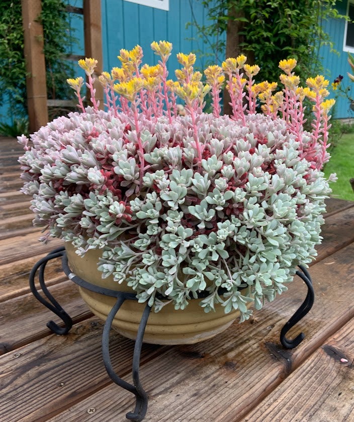 Sedum spathulifolium, Broadleaf Stonecrop | Kiona Native Plants