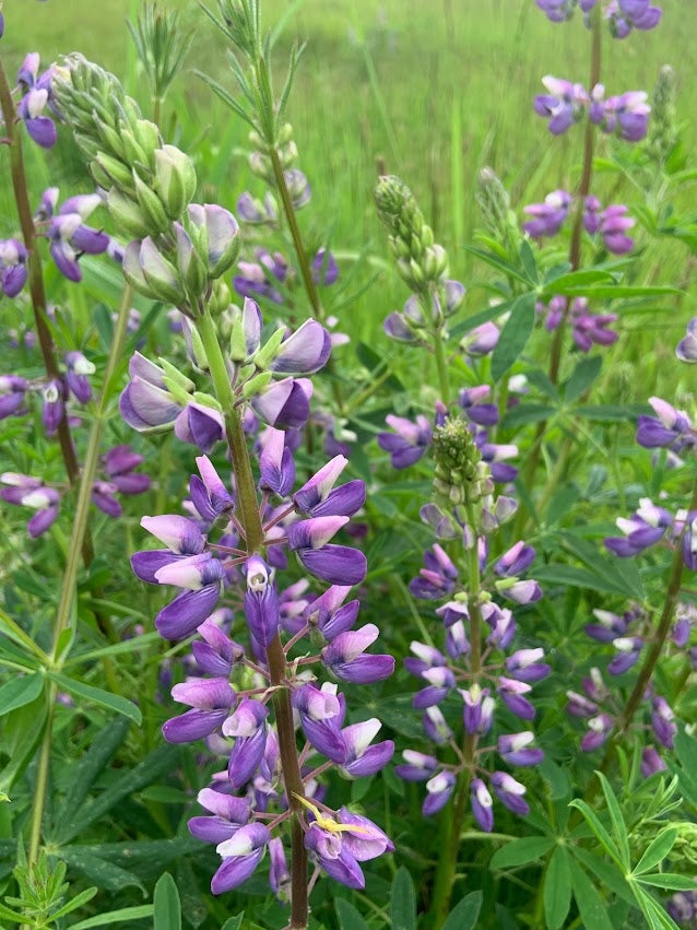 Lupinus rivularis, River Lupine | Kiona Native Plants