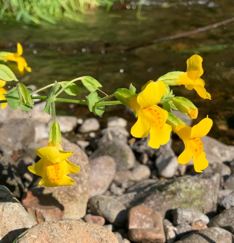 Erythranthe (Mimulus) guttatus, Yellow Monkey Flower | Kiona Native Plants