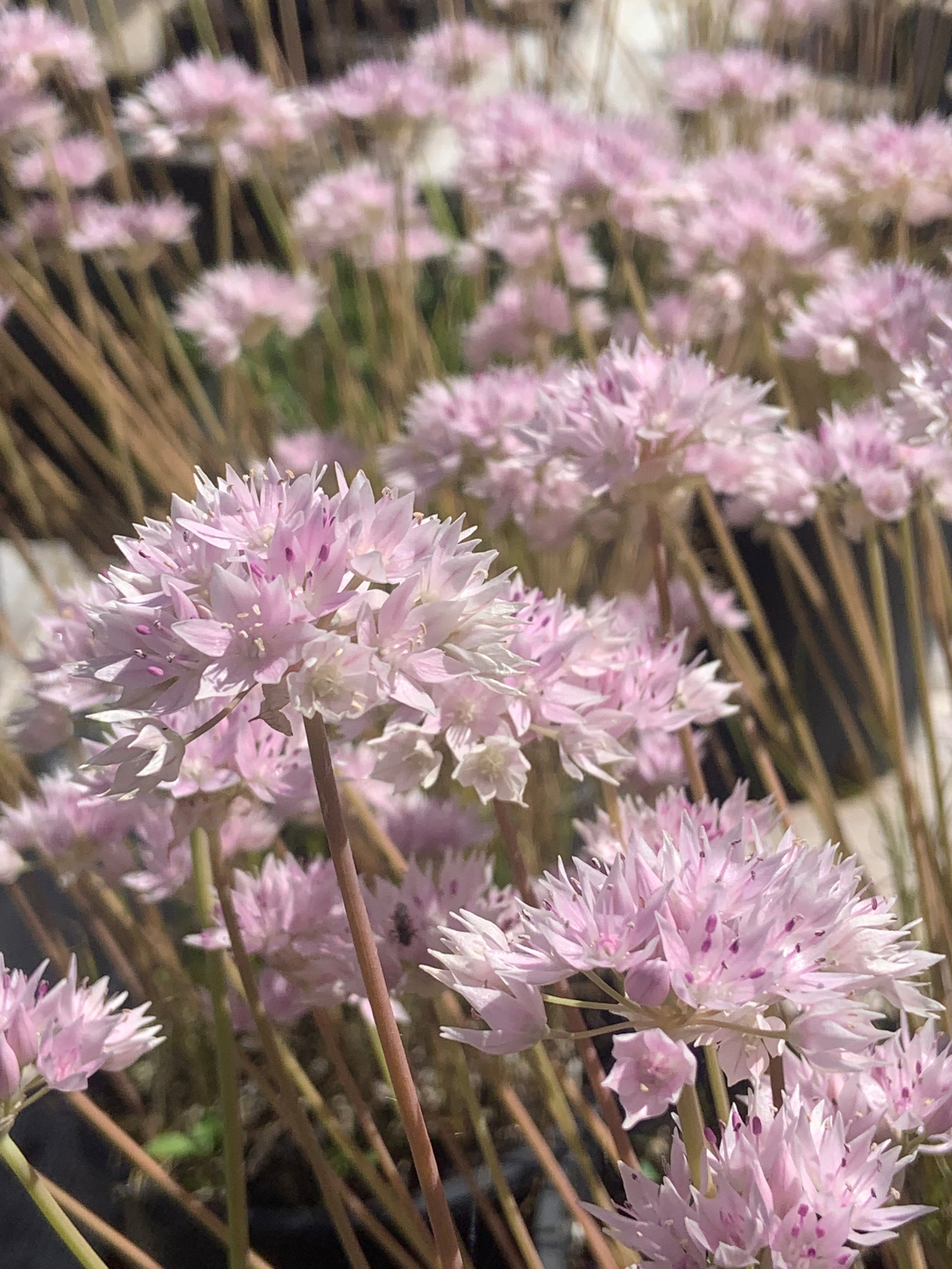 Allium amplectens, Slim Leaf Onion | Kiona Native Plants