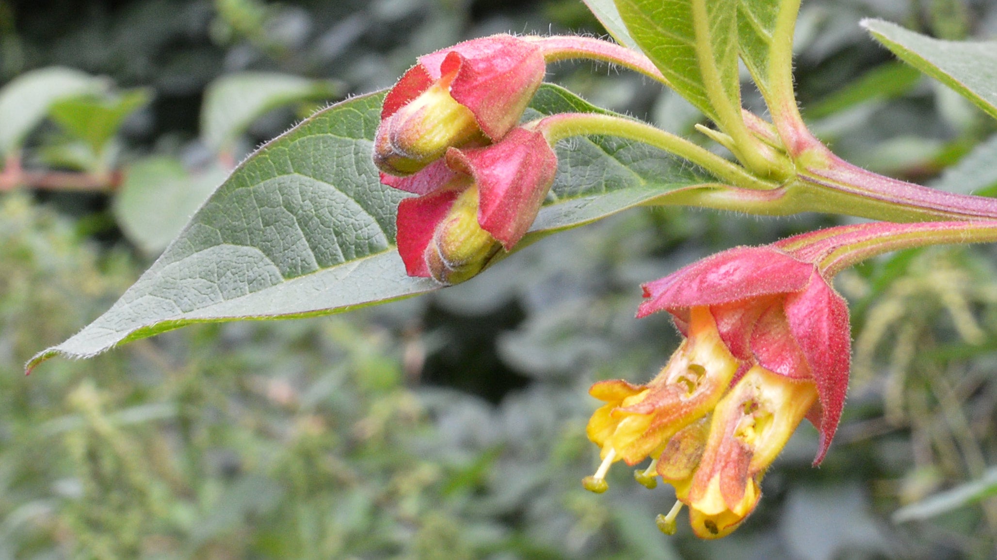 Lonicera involucrata, Twinberry | Kiona Native Plants